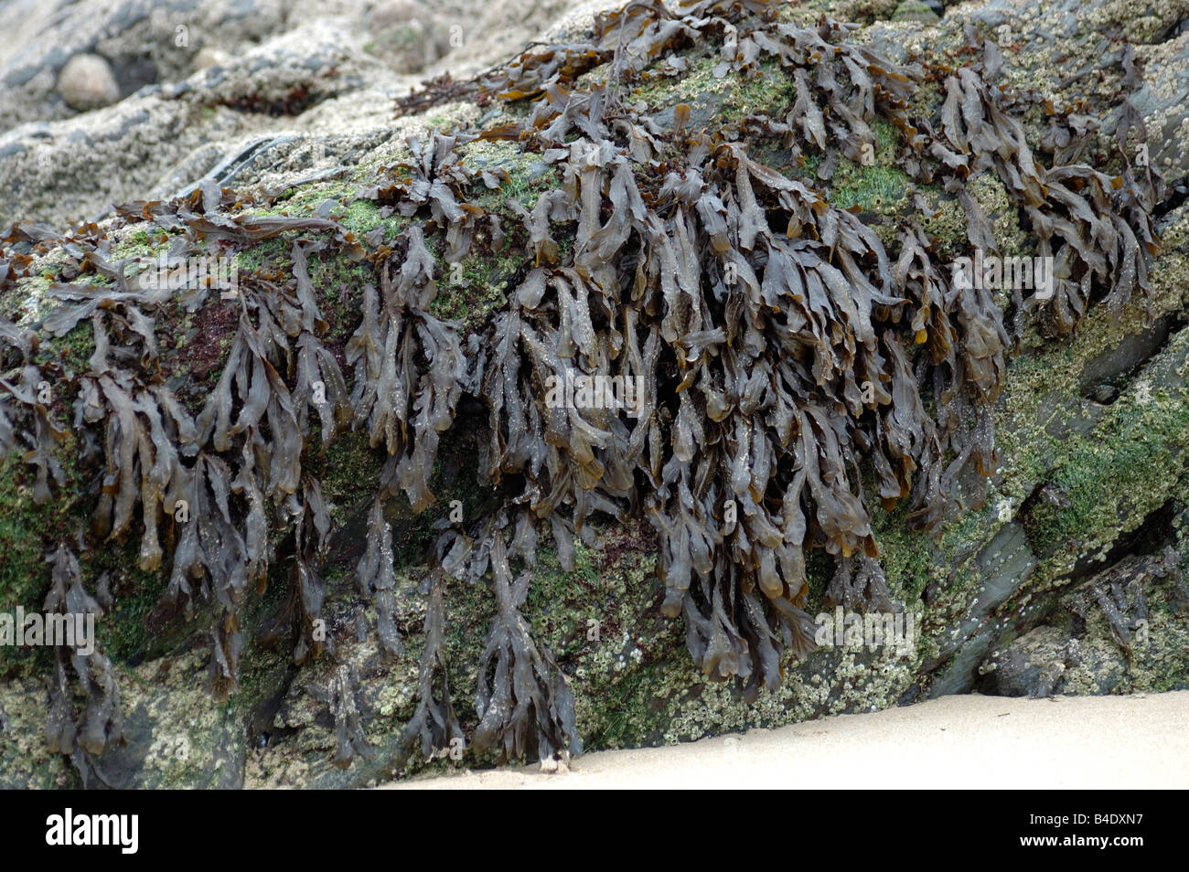 seaweed on a beach Stock Photo - Alamy