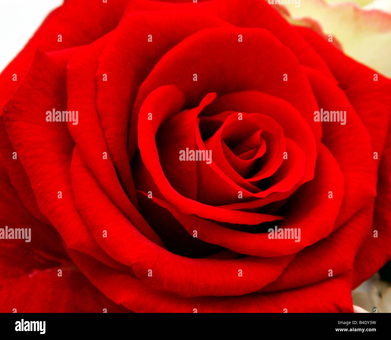 Glorious rose hi-res stock photography and images - Alamy