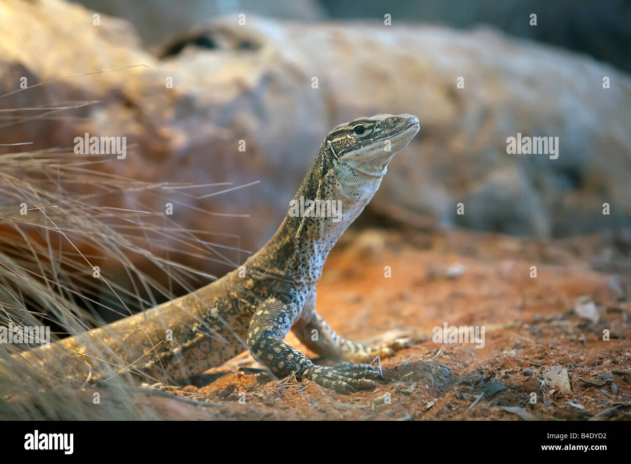 Australian goanna hi-res stock photography and images - Alamy