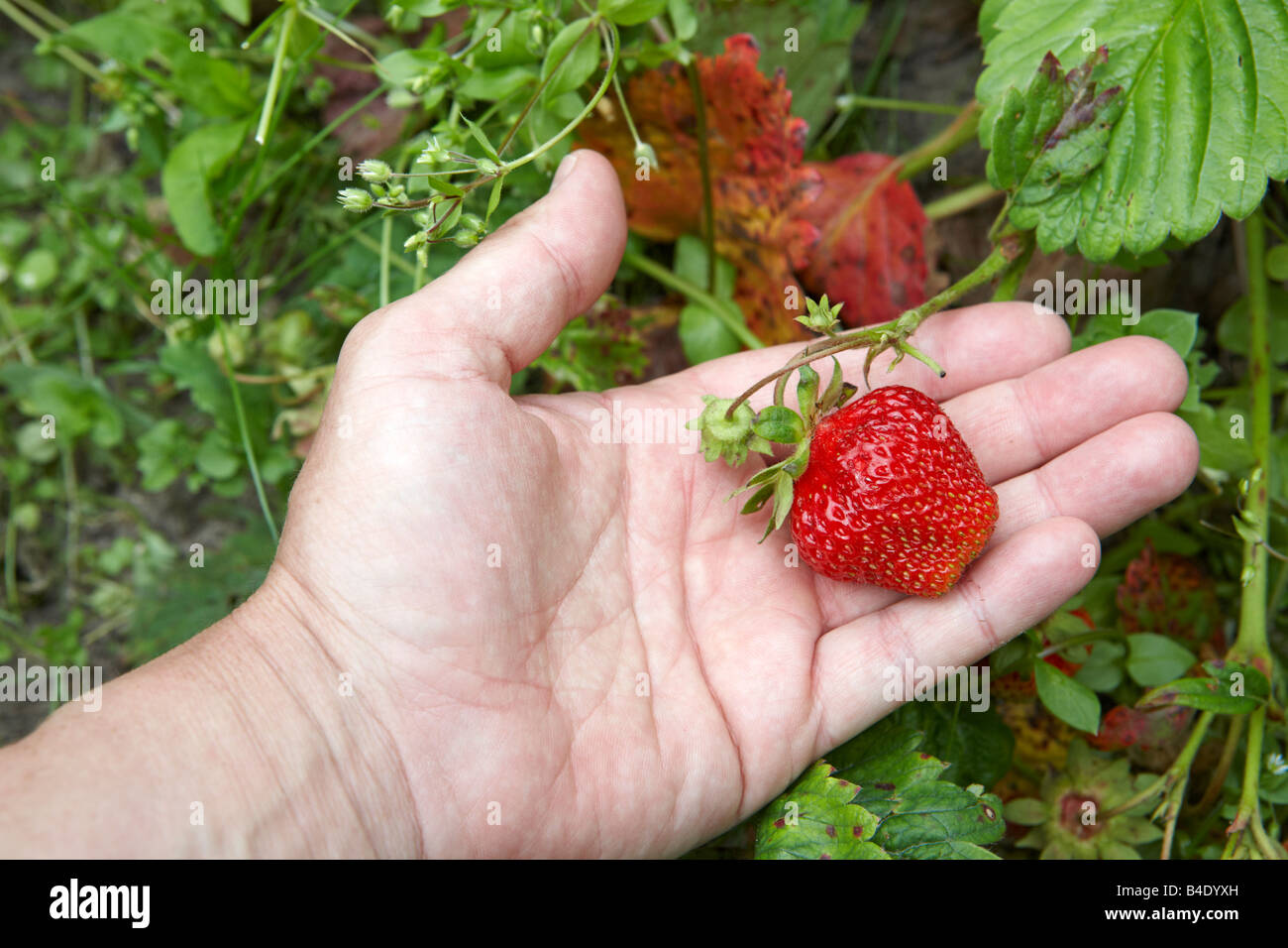 Woman holds organically grown strawberry. Russia Stock Photo - Alamy