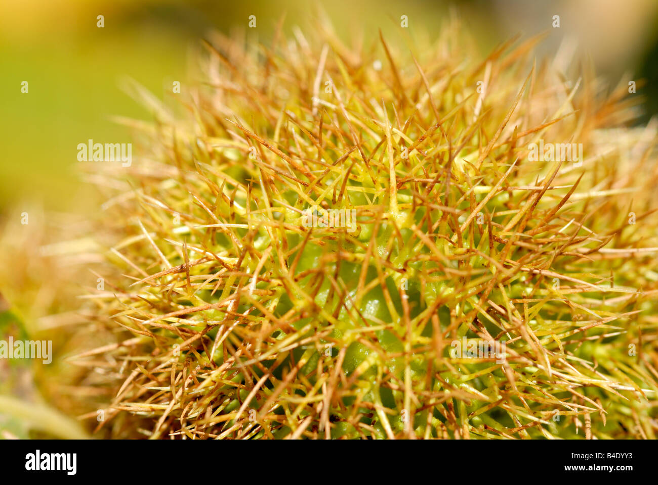 Stock photo of the fruit of the Sweet Chestnut tree Stock Photo - Alamy