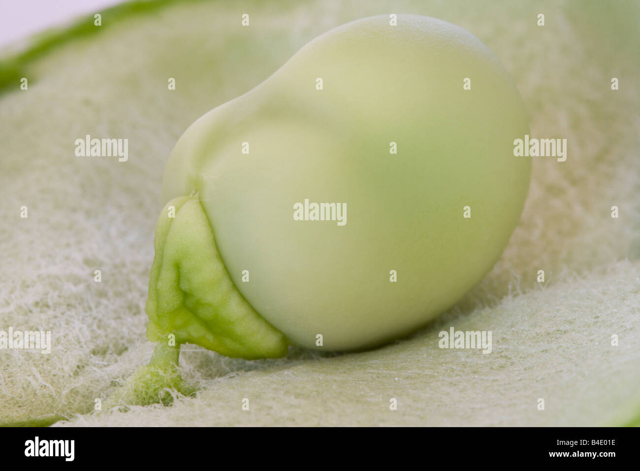 Macro of bean in the opened pod Stock Photo - Alamy