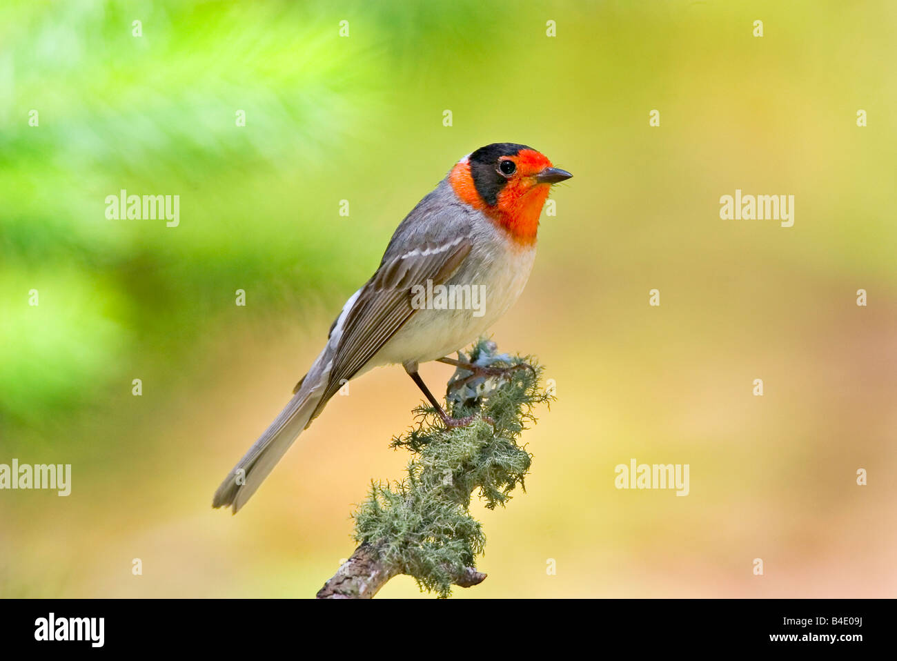Red-faced Warbler Cardellina rubrifrons Stock Photo - Alamy