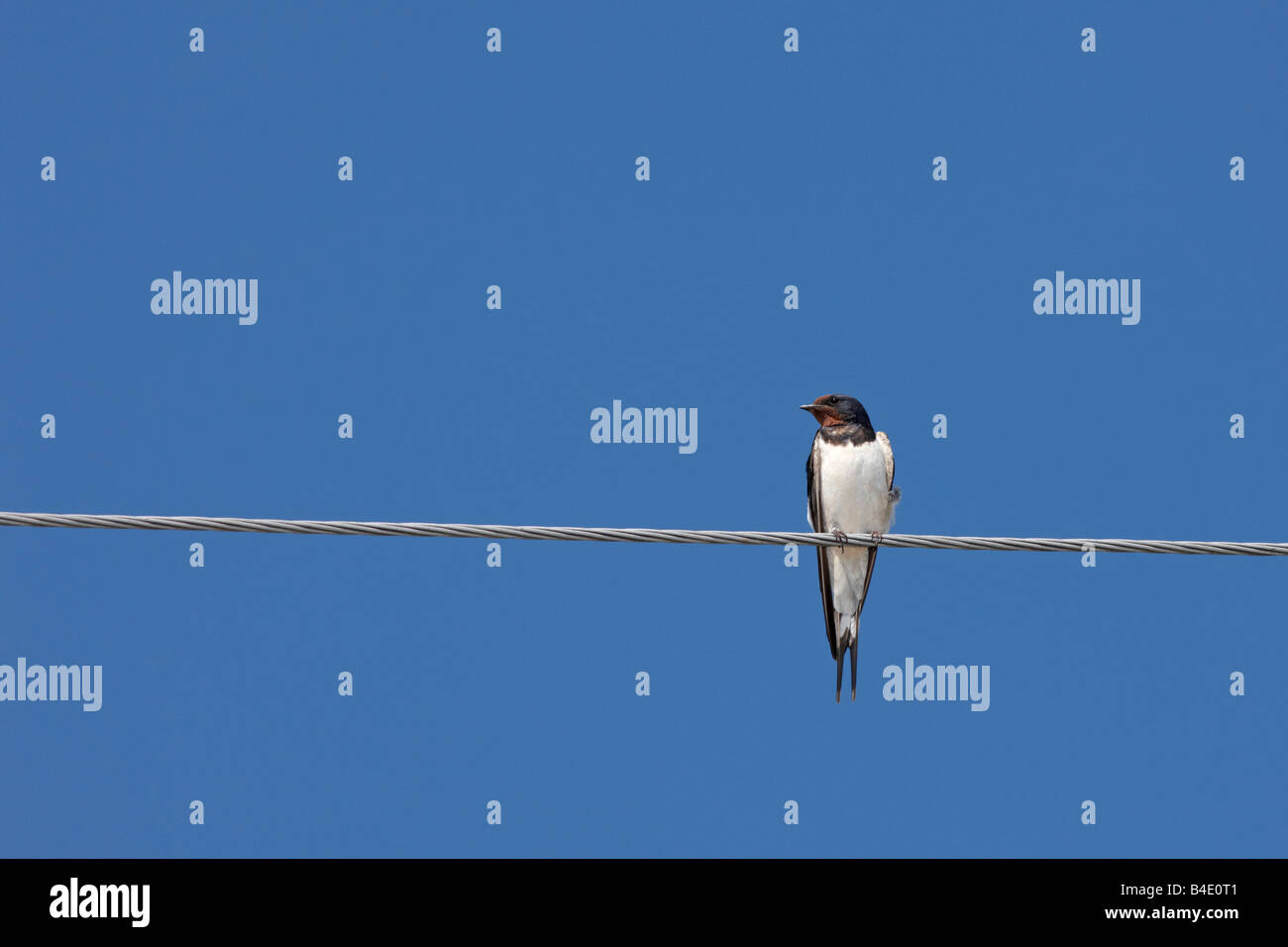Single barn swallow on wire hi-res stock photography and images - Alamy