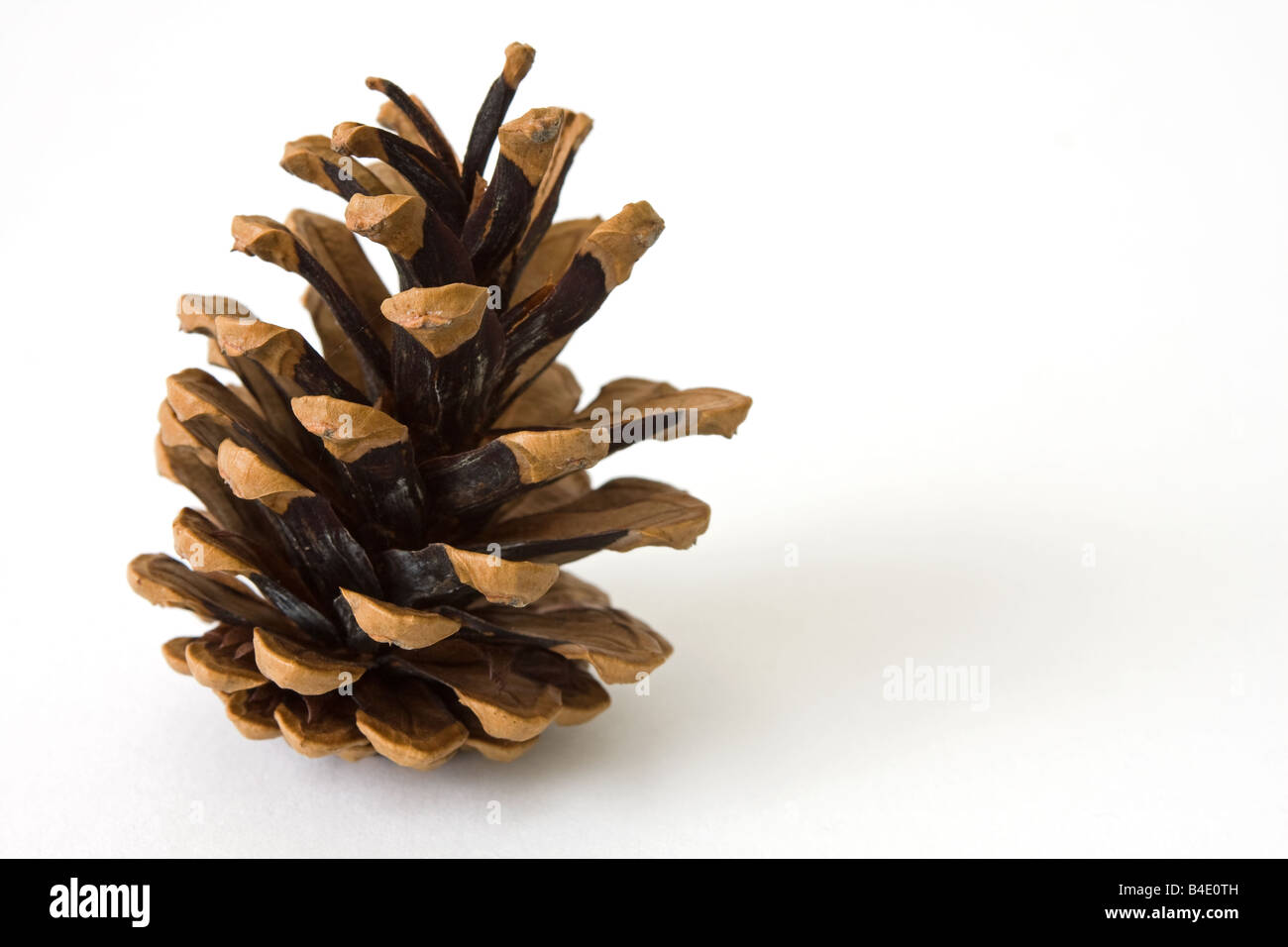 Studio photo of a plant hi-res stock photography and images - Alamy