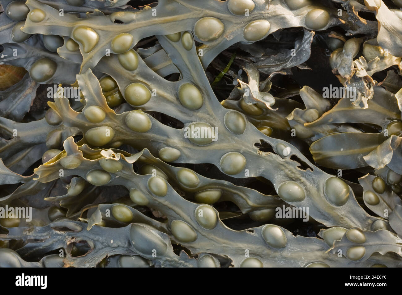 Abstract view of the brown seaweed Fucus vesiculosus Stock Photo - Alamy