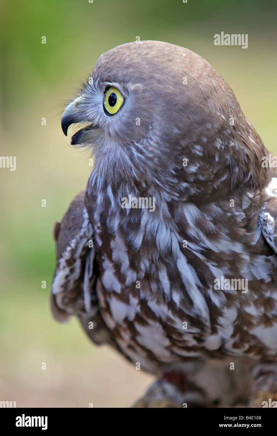 Australian barking owl hi-res stock photography and images - Alamy