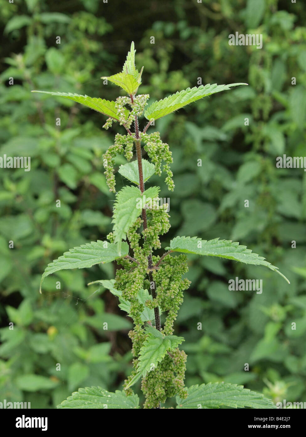 Nettle family hi-res stock photography and images - Alamy