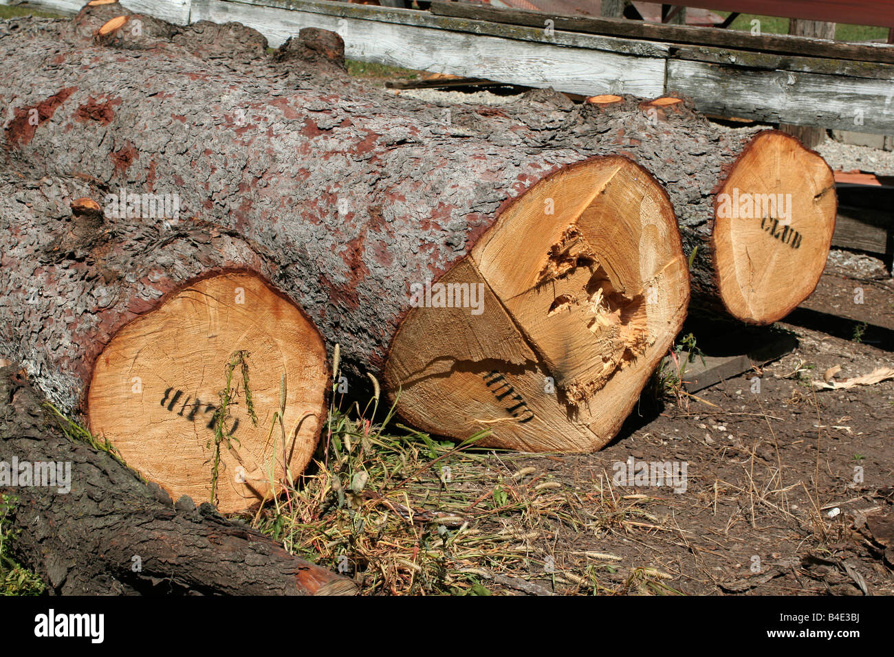 Pine logs at a sawmill Stock Photo - Alamy