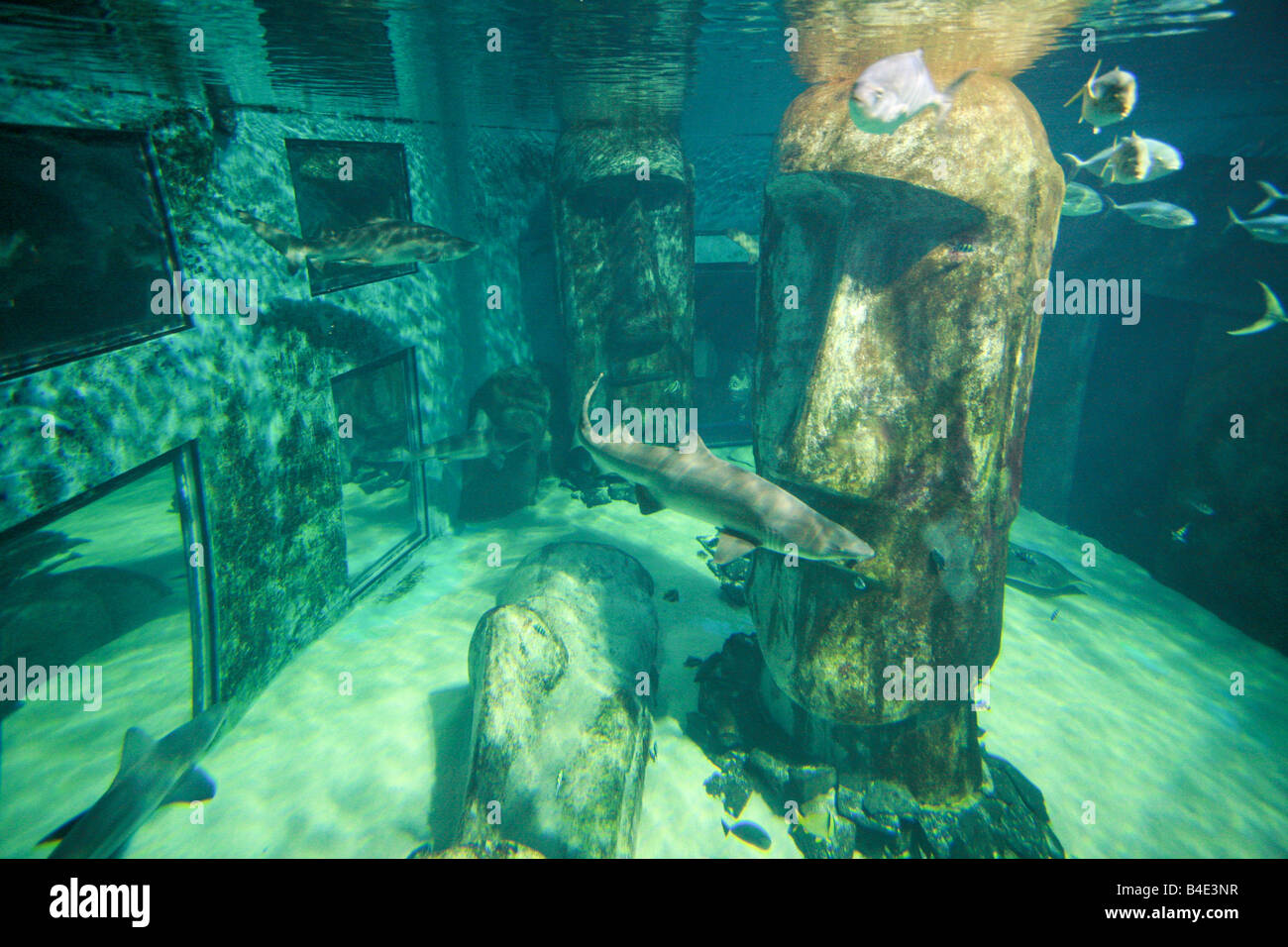 Sabre tooth tiger sharks swimming in giant glass viewing fish tank at ...