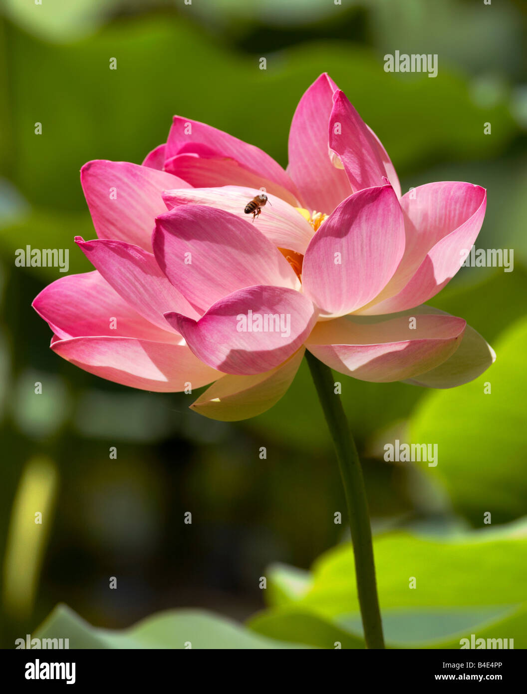 Lotus and Bee Stock Photo - Alamy