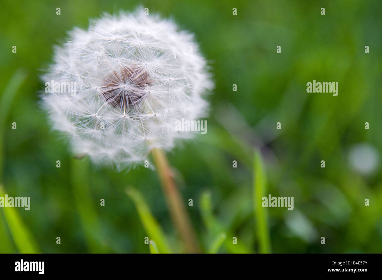 Flying seeds hi-res stock photography and images - Alamy