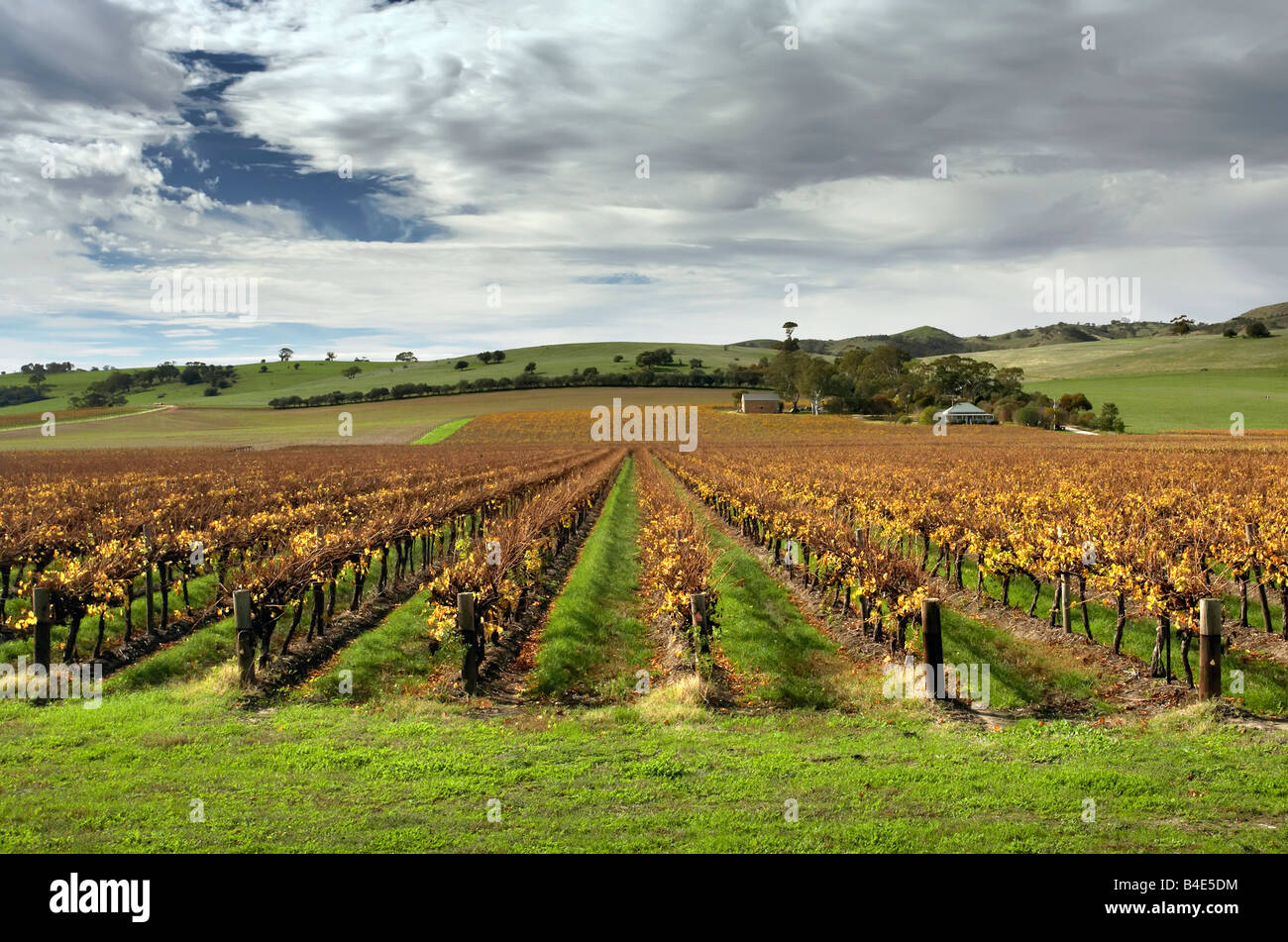 Lyndoch Vineyard Barossa Valley South Australia Stock Photo - Alamy