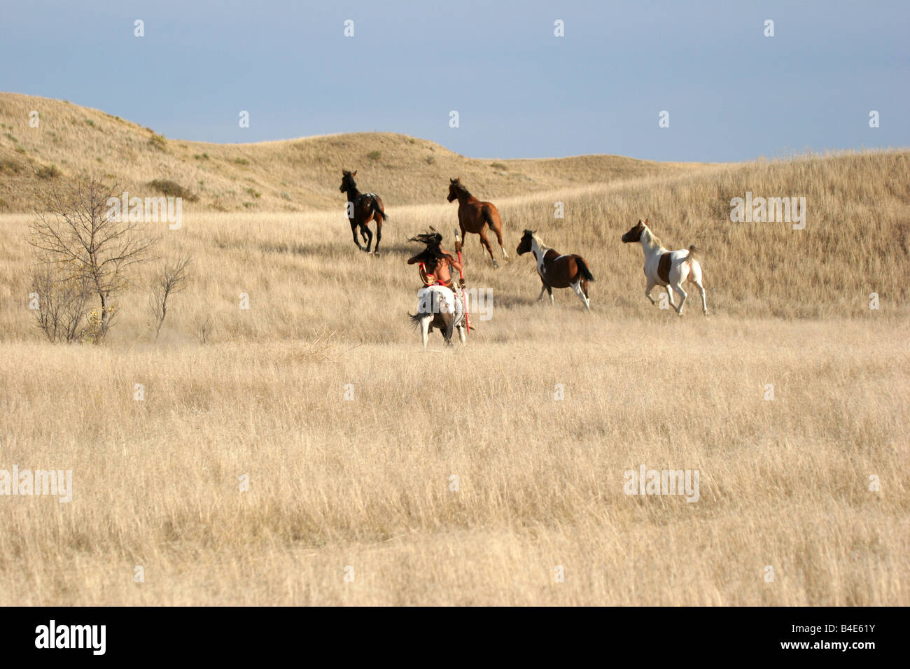 A Native American Lakota Indian riding horseback chasing horses through ...