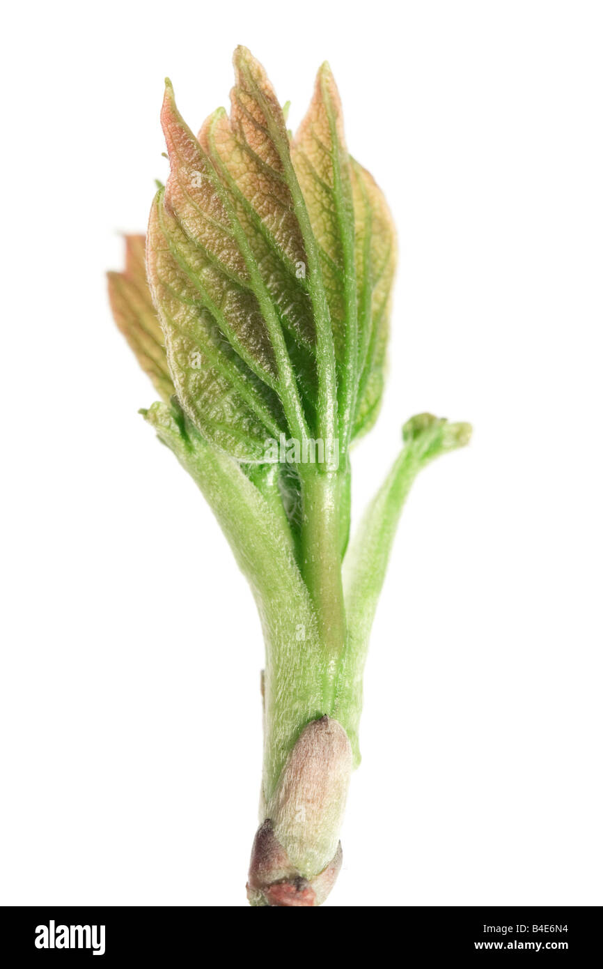 Maple leaf bud hi-res stock photography and images - Alamy
