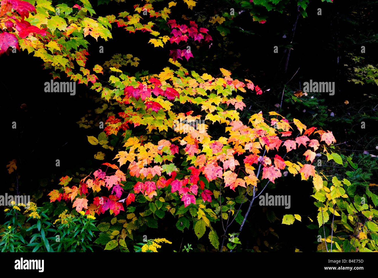 Algonquin park photographs hi-res stock photography and images - Alamy