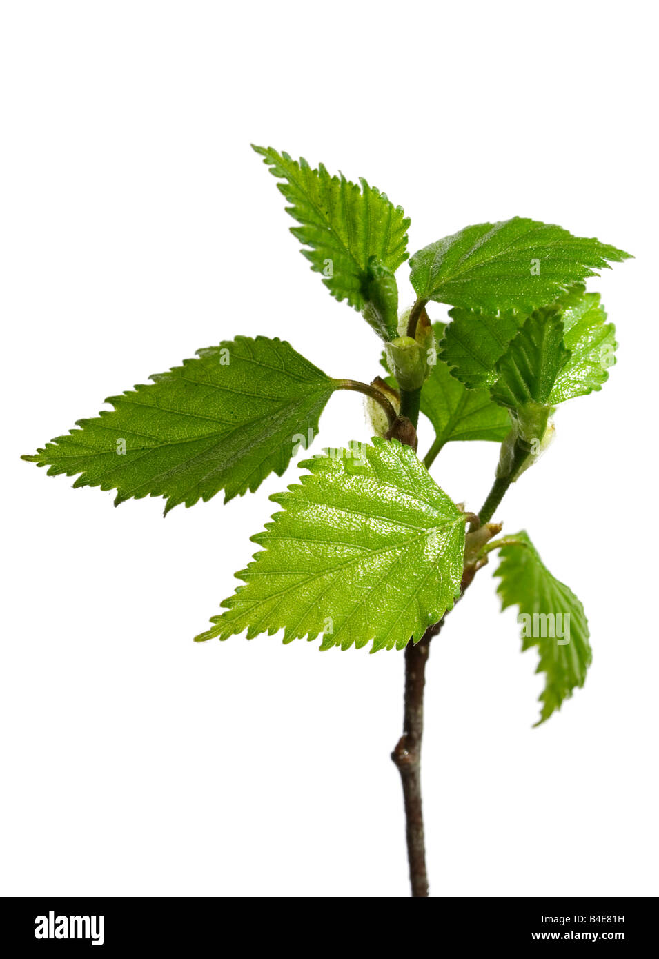 Sprout tree Cut Out Stock Images & Pictures - Alamy