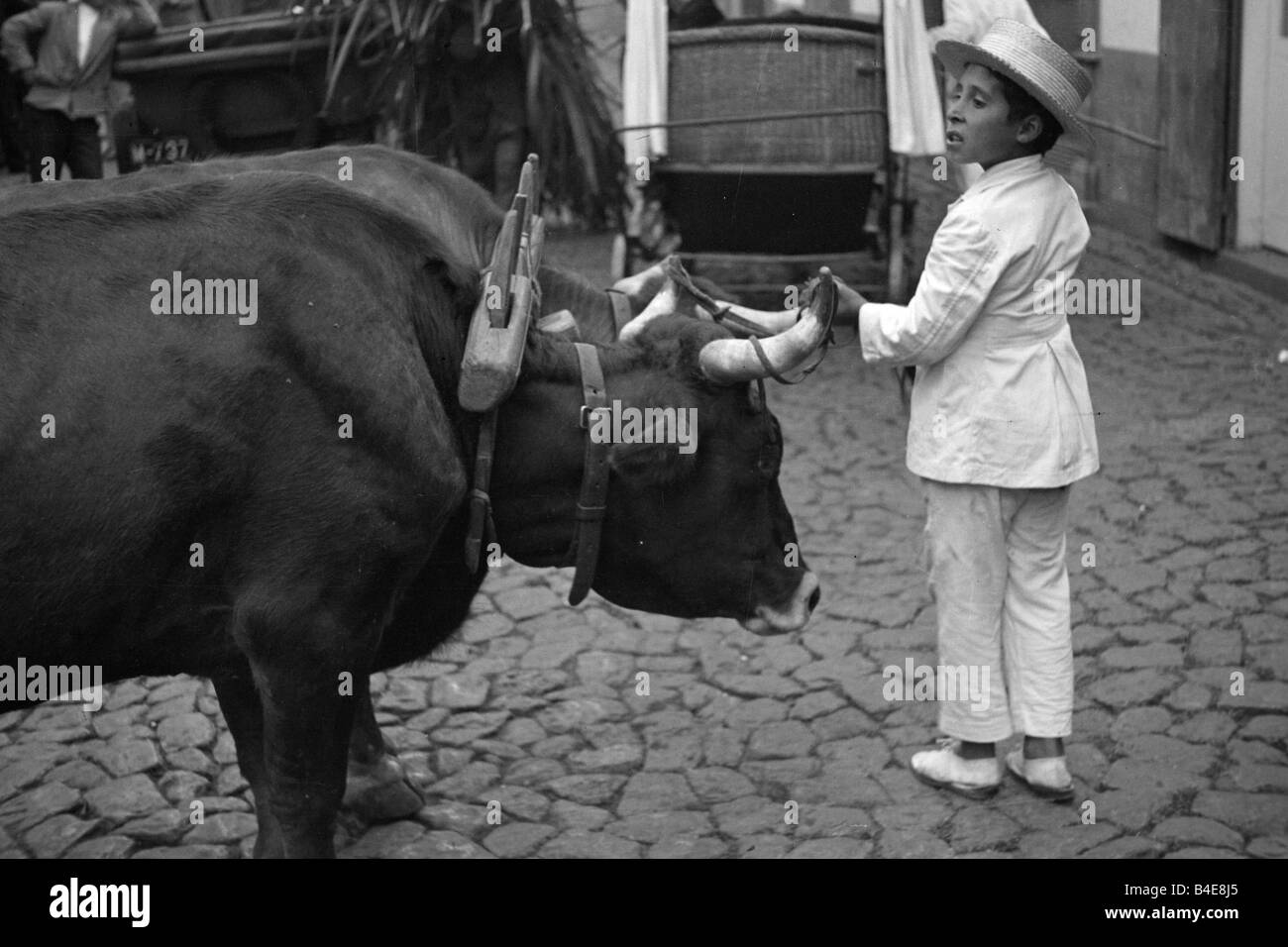 German ox hi-res stock photography and images - Alamy