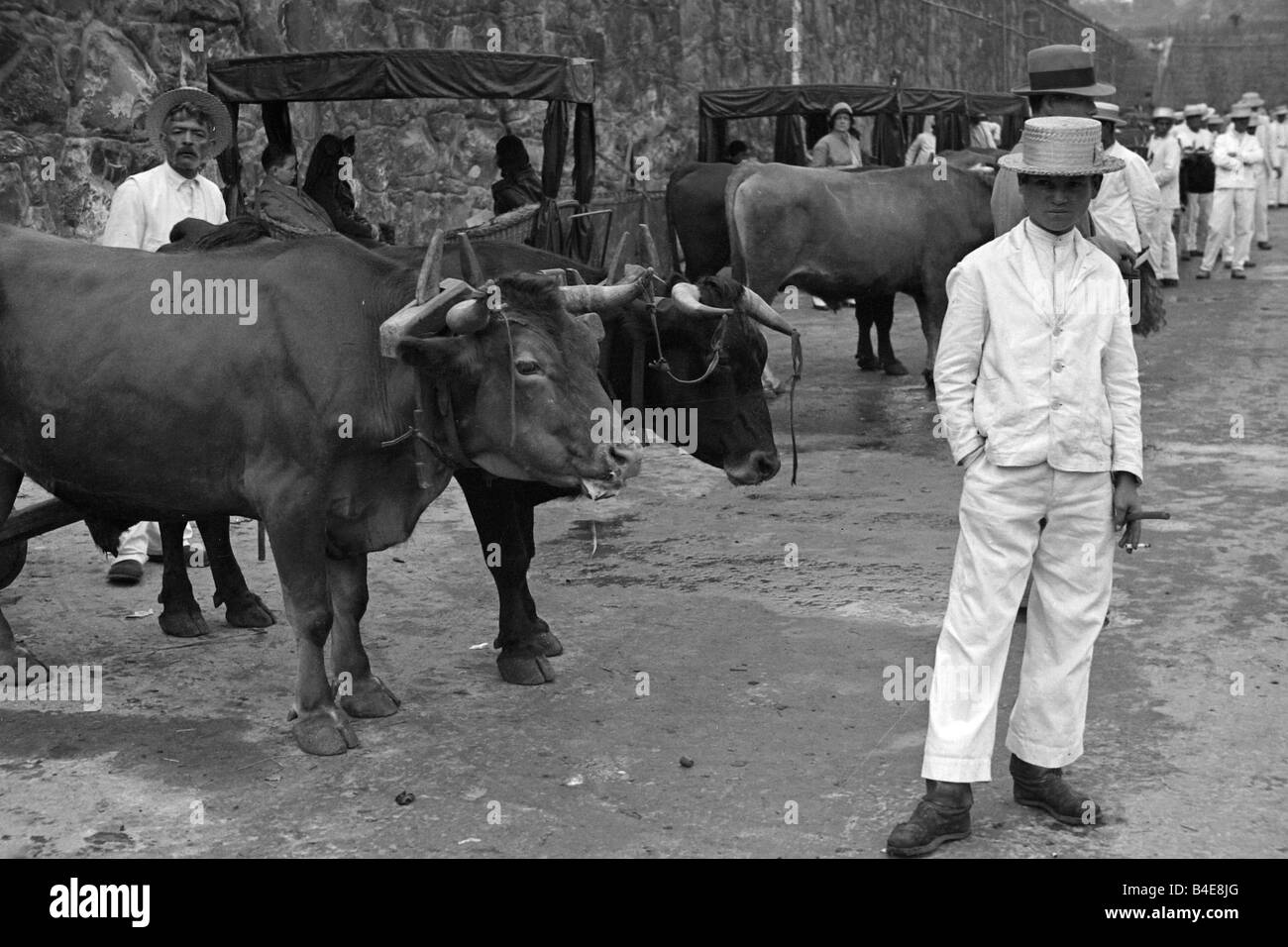 German ox hi-res stock photography and images - Alamy