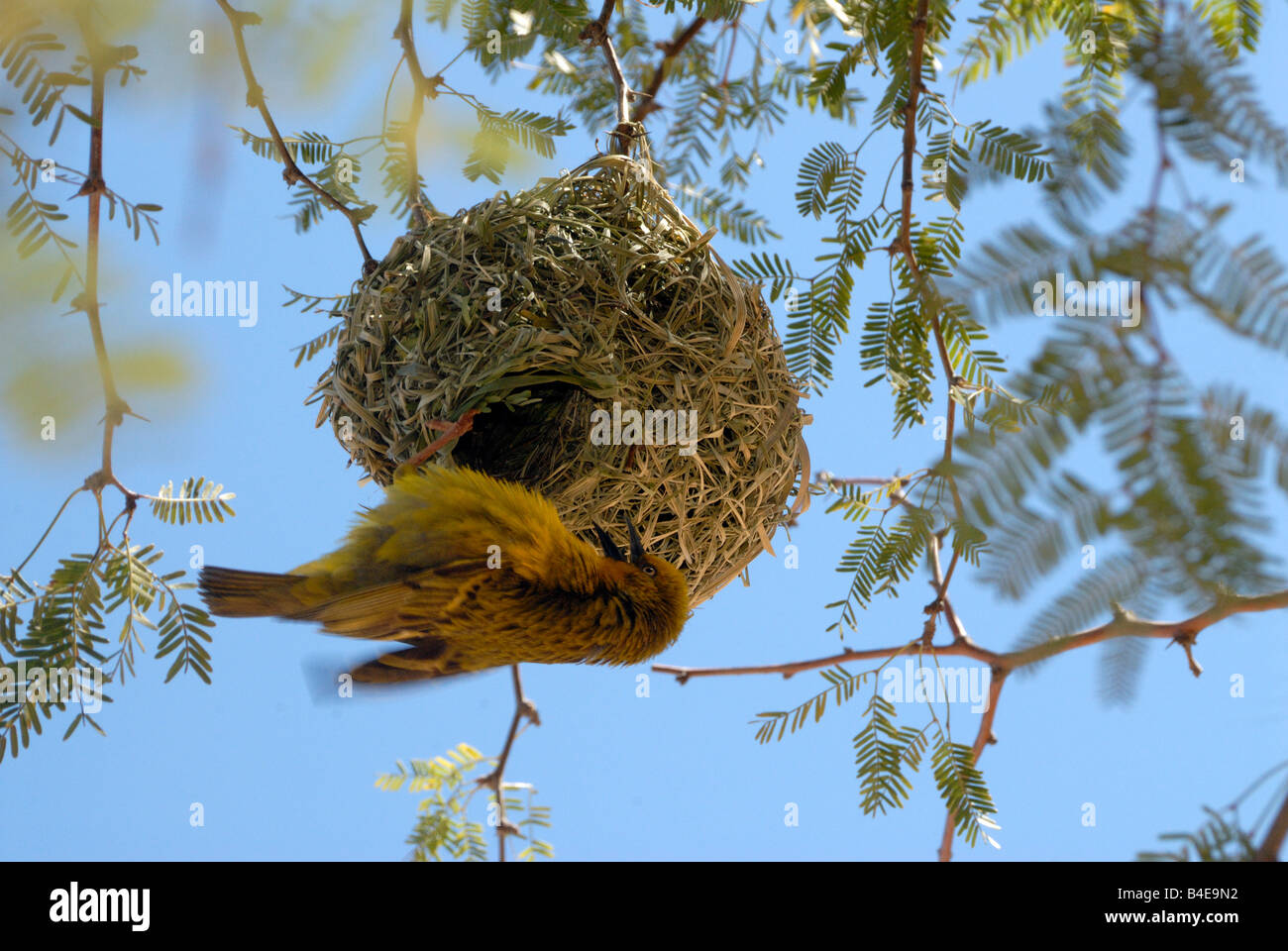 Weaver Bird building nest Clanwilliam South Africa Stock Photo - Alamy