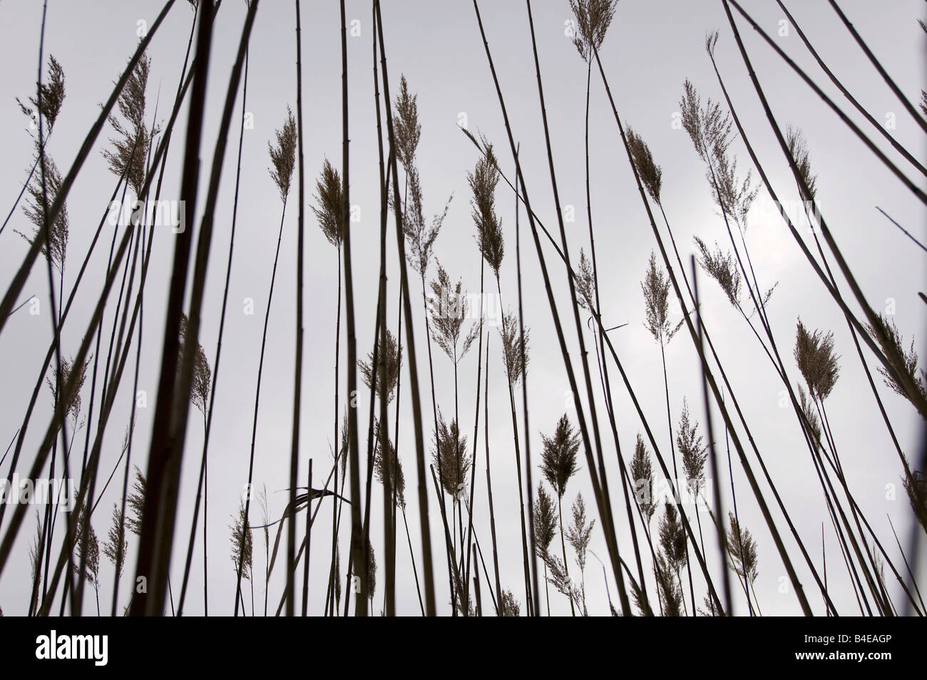 Invasive Phragmites High Resolution Stock Photography and Images - Alamy
