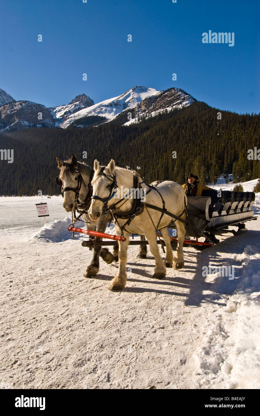 Canada winter snow outdoor recreation with horse-drawn sleigh and snow ...