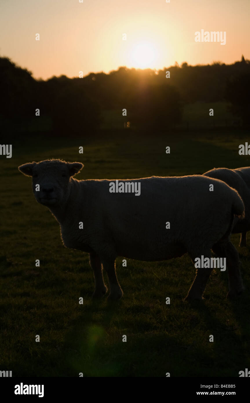 Sheep families hi-res stock photography and images - Alamy