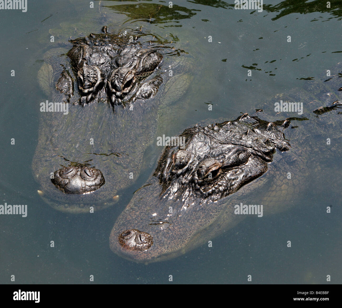 Sitting crocodile hi-res stock photography and images - Alamy