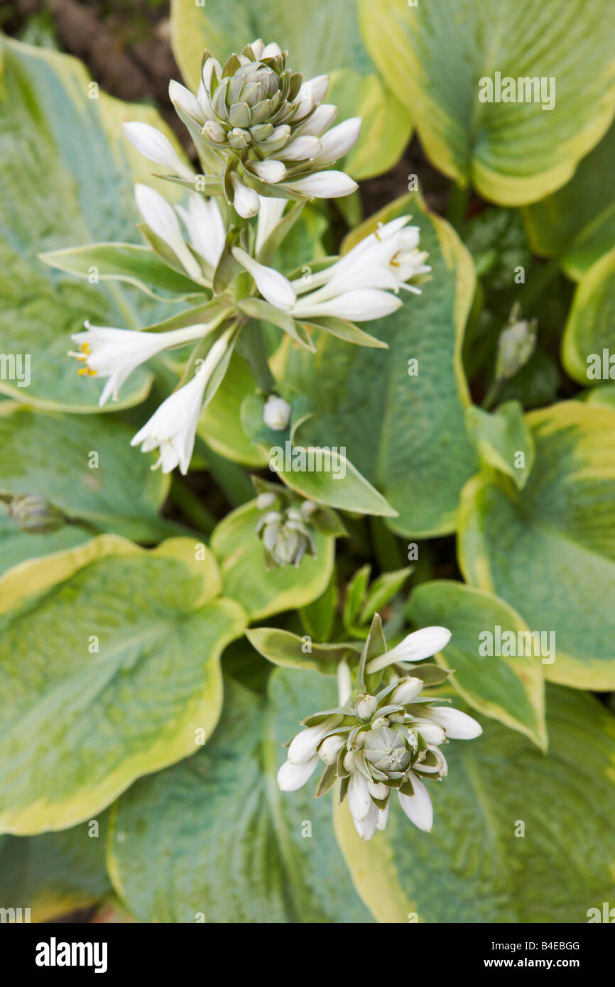 Wavy hosta hi-res stock photography and images - Alamy