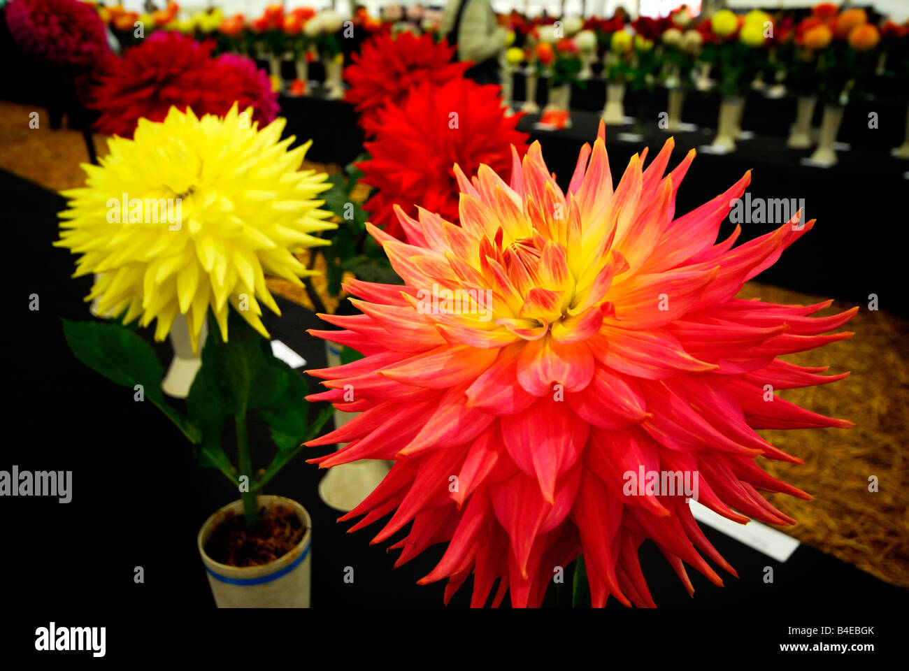 Prize winning dahlia flower show hi-res stock photography and images ...