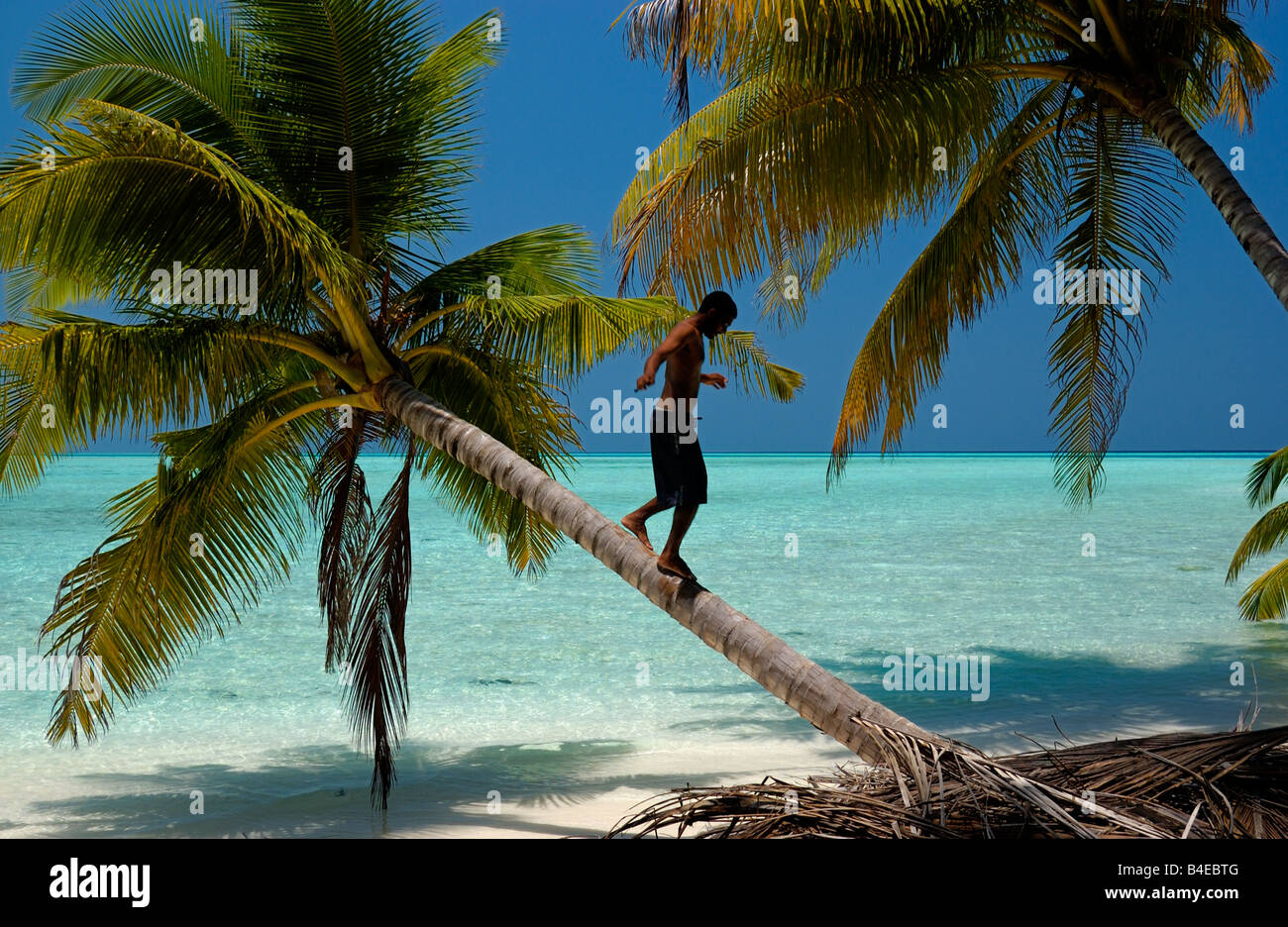Boy walking on a palm tree Maldives Stock Photo - Alamy