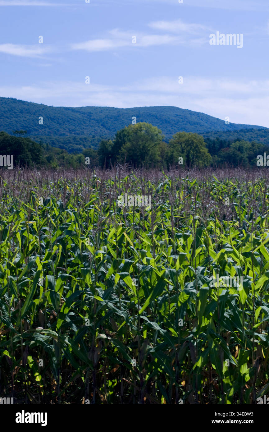 Corn ripens in the late summer sun in the Berkshires of Massachusetts ...