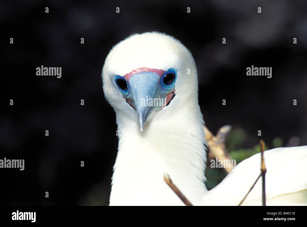 Red-footed Booby Sula sula Oahu HAWAII United States February Adult ...