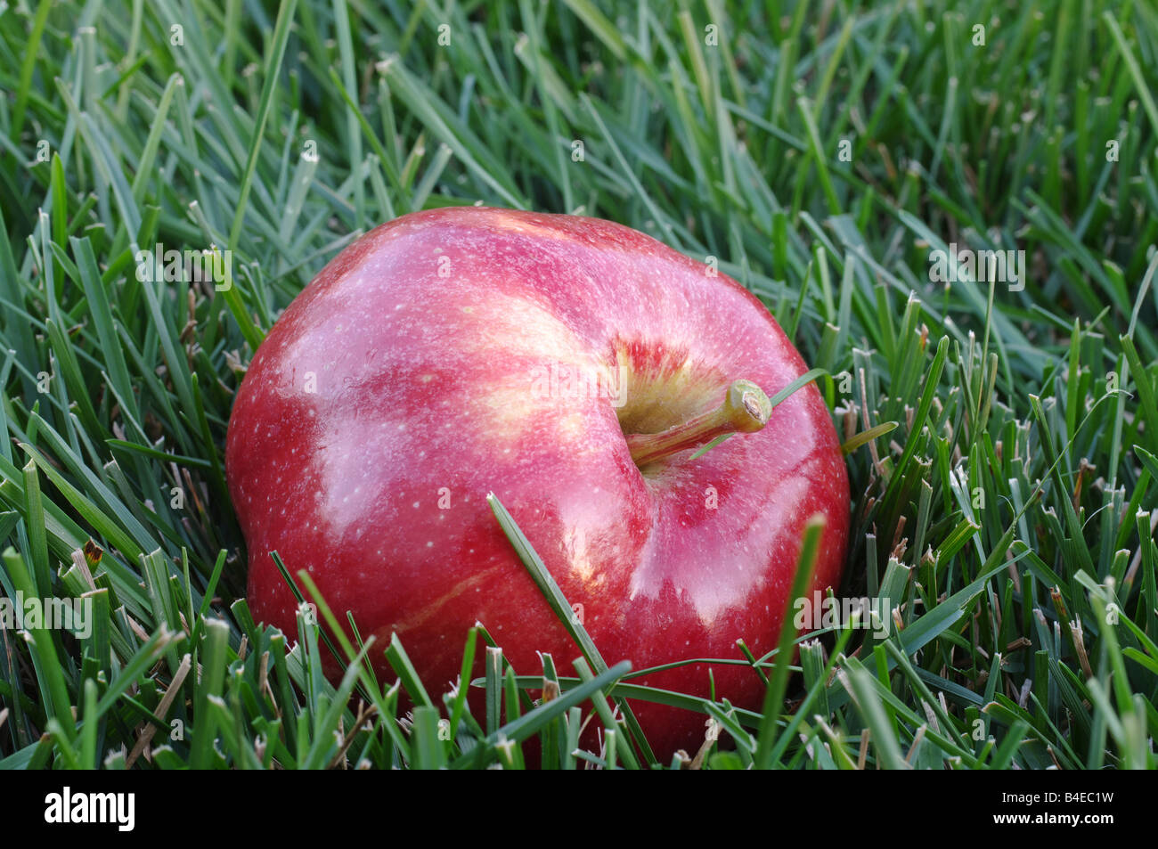 Grass turf lawn hi-res stock photography and images - Alamy
