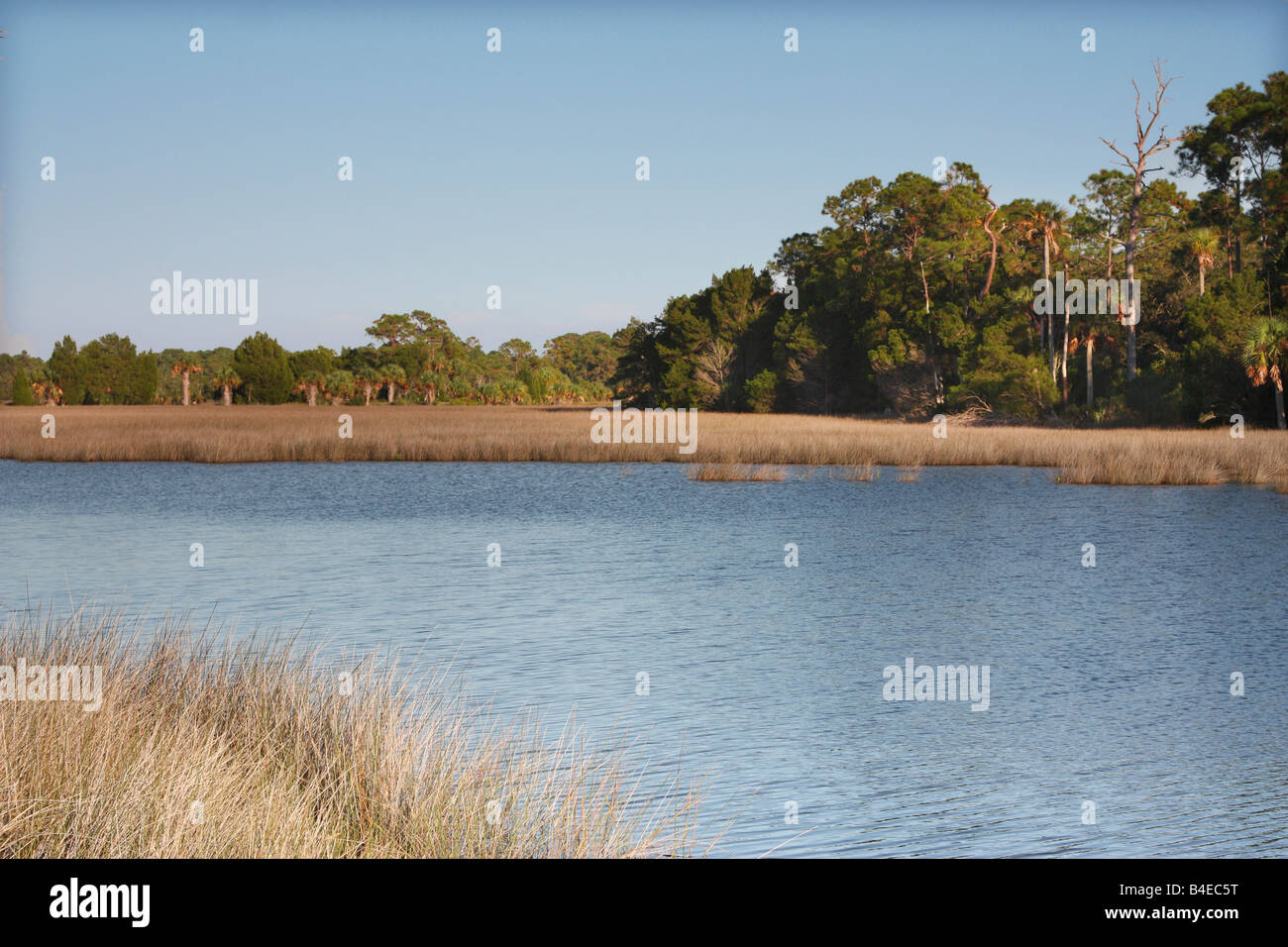 Florida marsh hi-res stock photography and images - Alamy