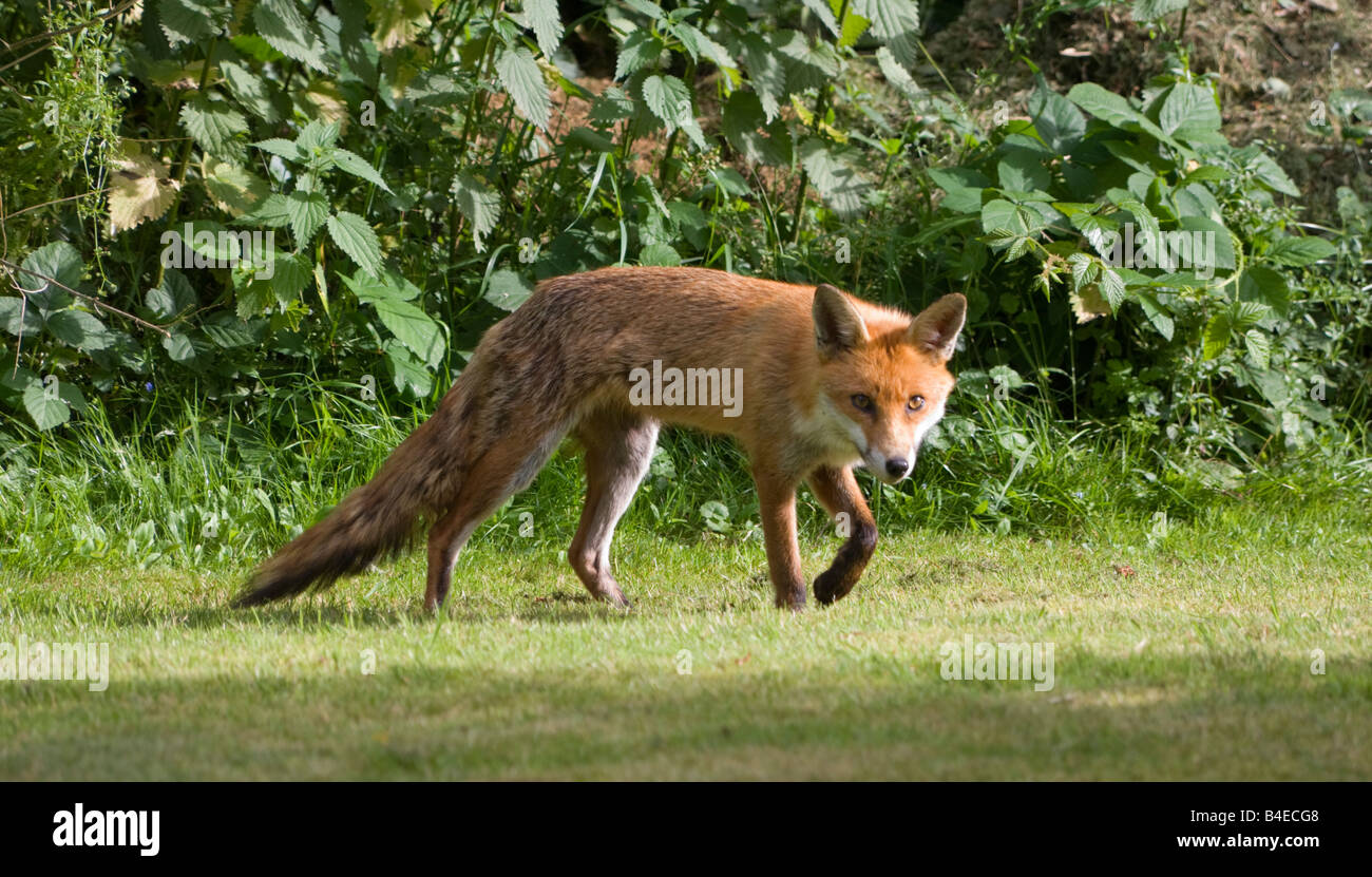 European Red Fox Vulpes vulpes Stock Photo - Alamy