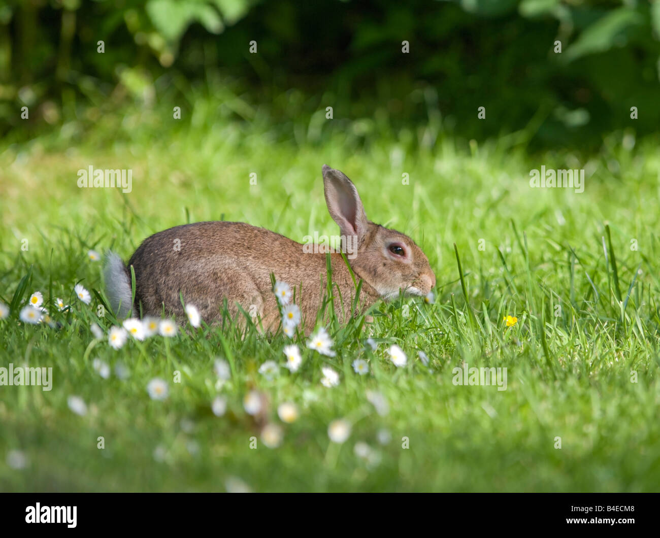 Rabbit uk urban animal hi-res stock photography and images - Alamy