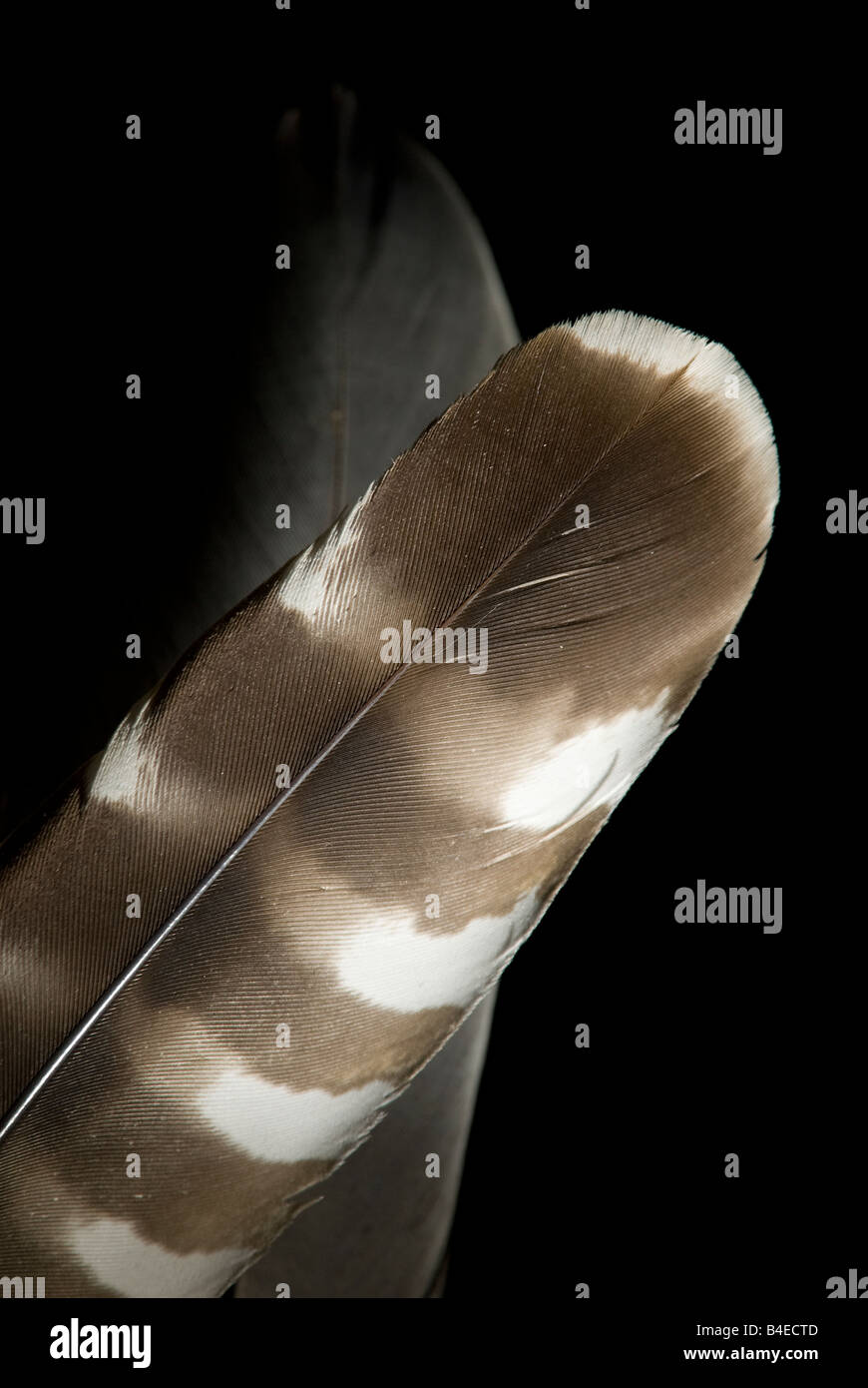 Striped feathers hi-res stock photography and images - Alamy