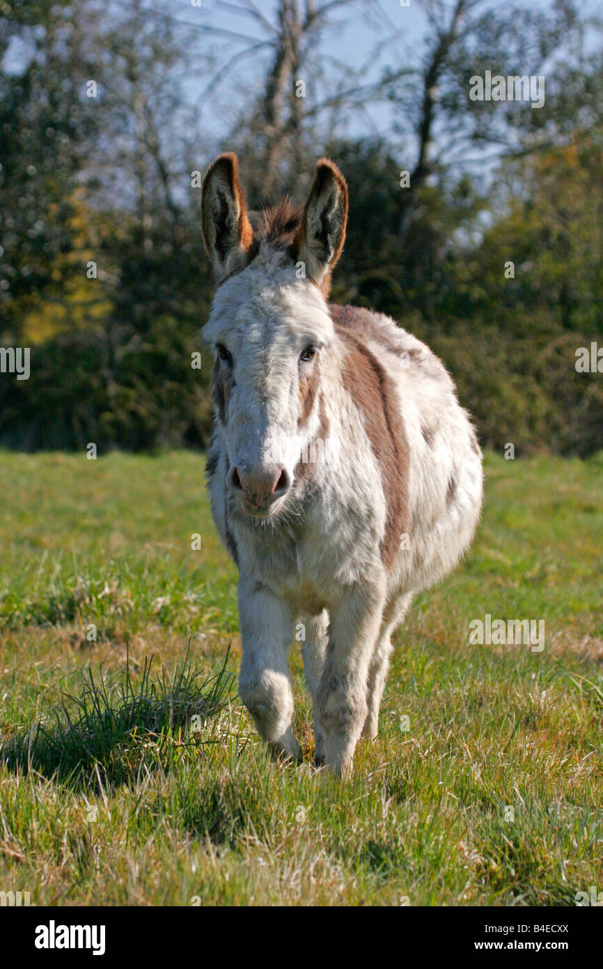 Lone donkey hi-res stock photography and images - Alamy