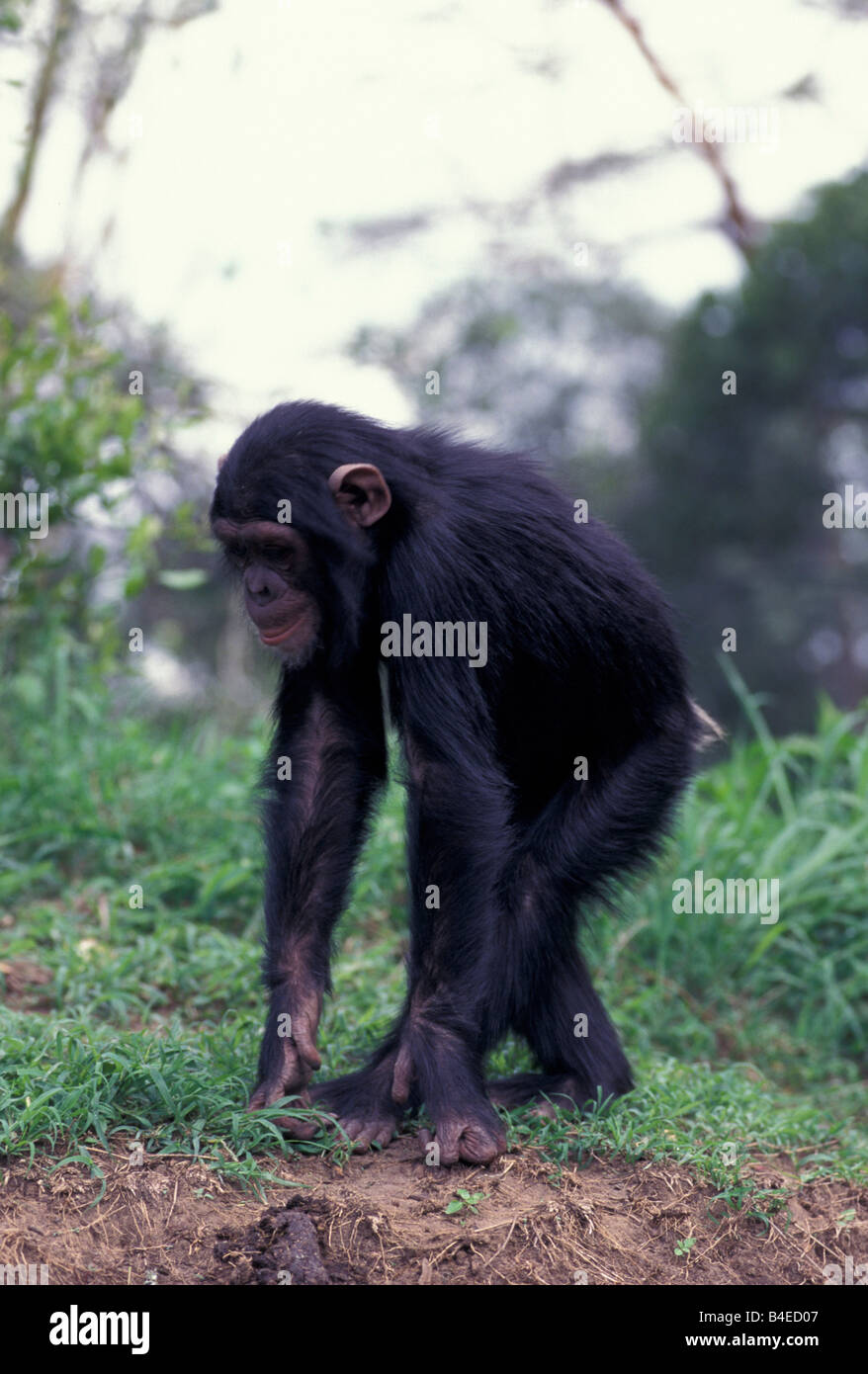 Knuckle walking hi-res stock photography and images - Alamy