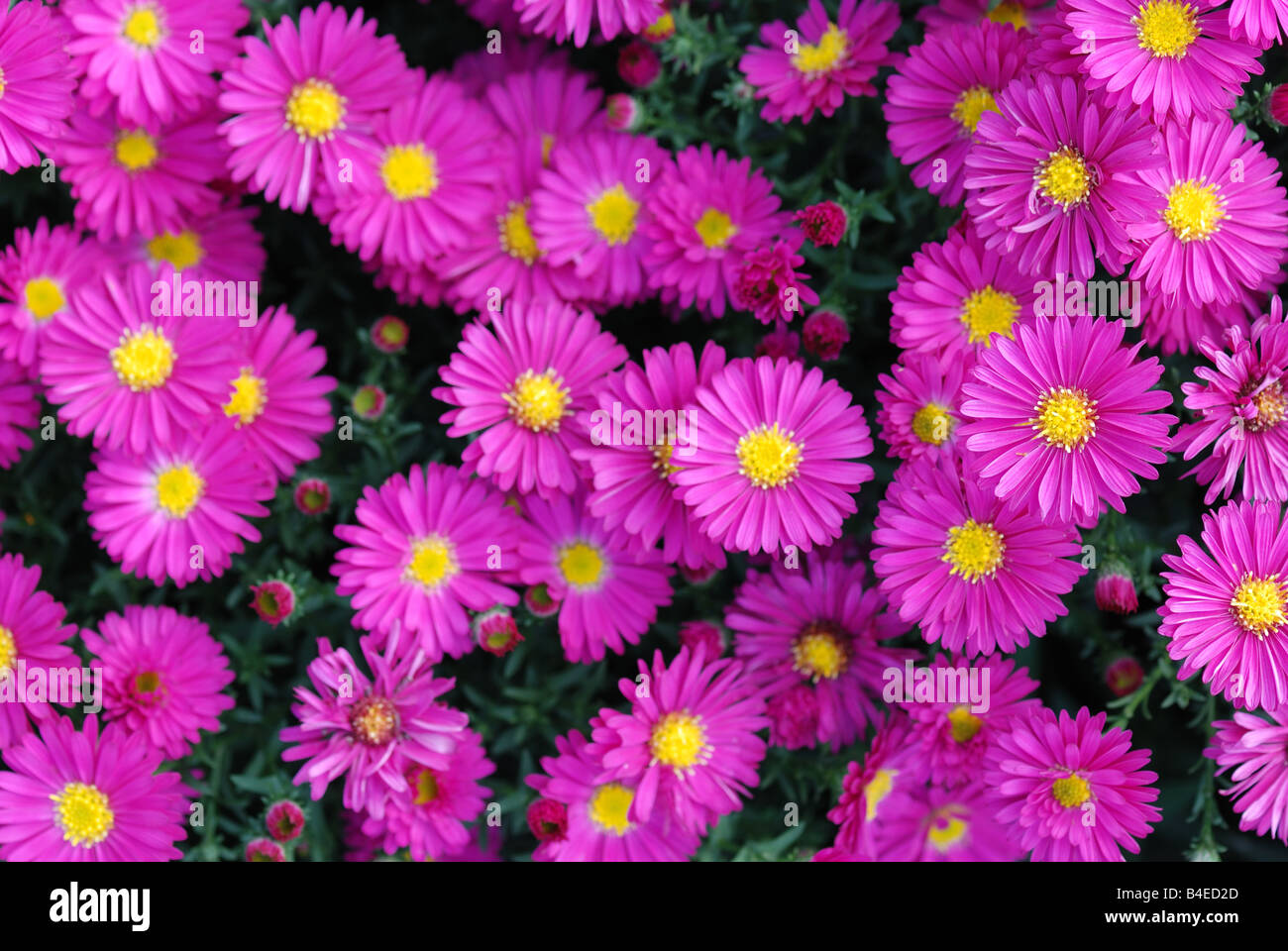 Purple daisy hi-res stock photography and images - Alamy