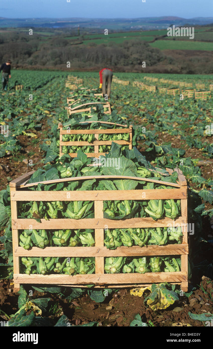 Early brassica crop field hi-res stock photography and images - Alamy