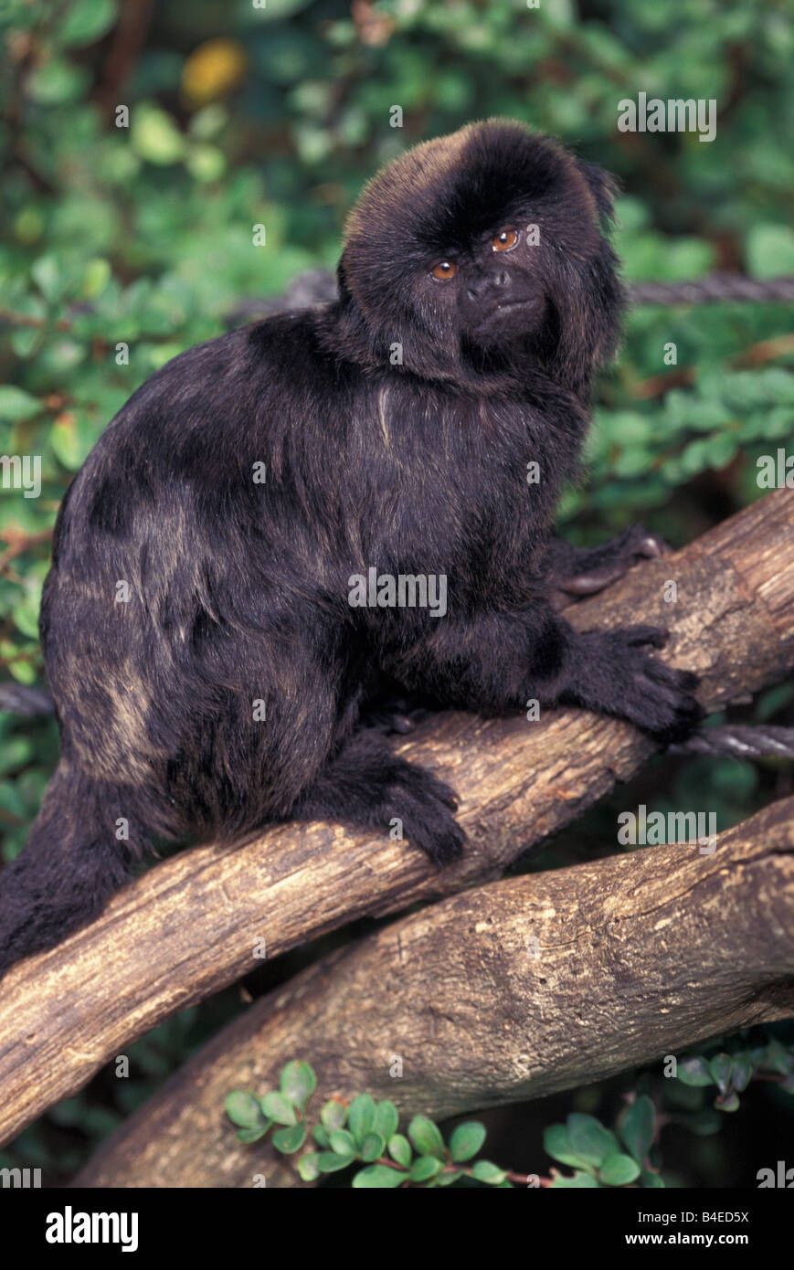 Callimico geoldii hi-res stock photography and images - Alamy