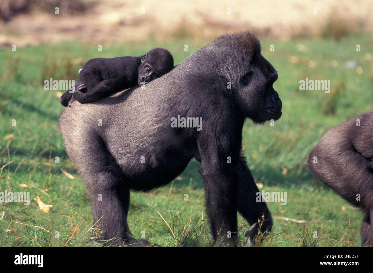 Western Lowland Gorilla carrying young on back Stock Photo - Alamy