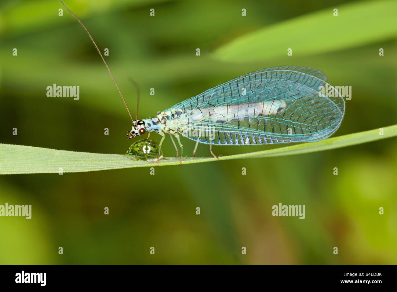 Blue green lacewing hi-res stock photography and images - Alamy