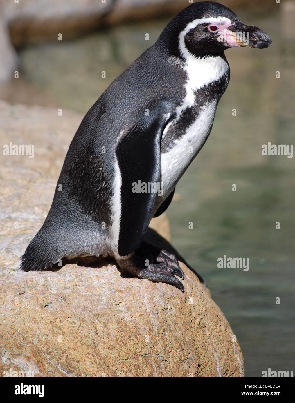 A penguin getting ready to swim Stock Photo - Alamy