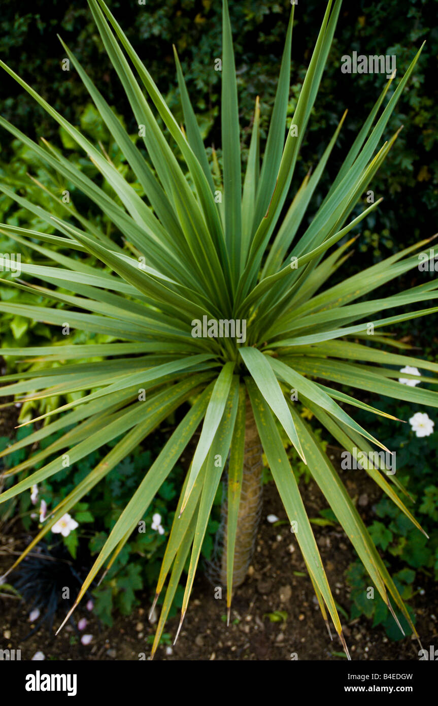 green bladed plant Stock Photo - Alamy