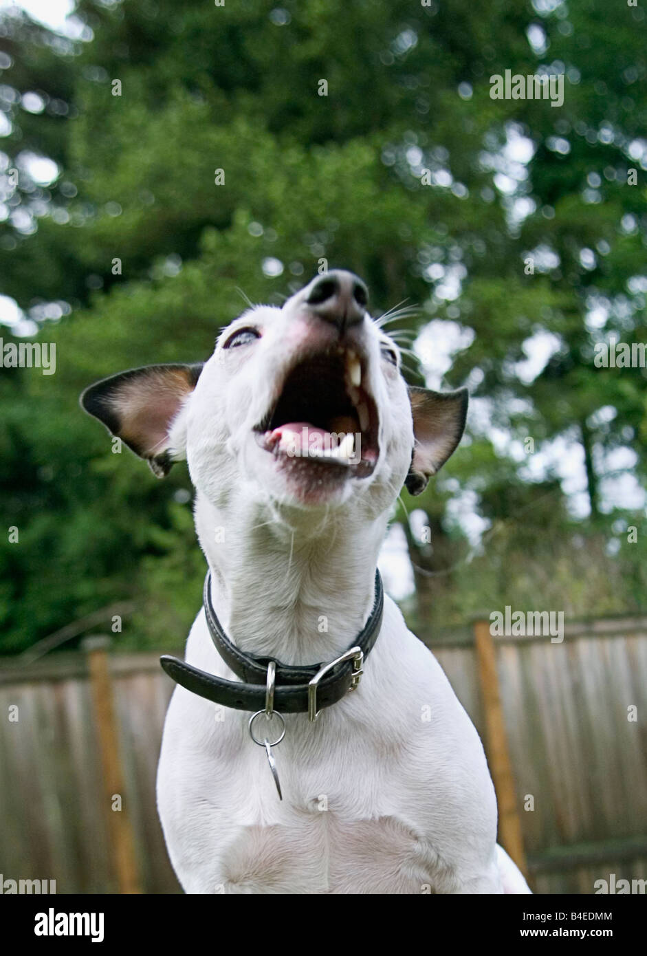 Jack Russell Growling High Resolution Stock Photography and Images - Alamy