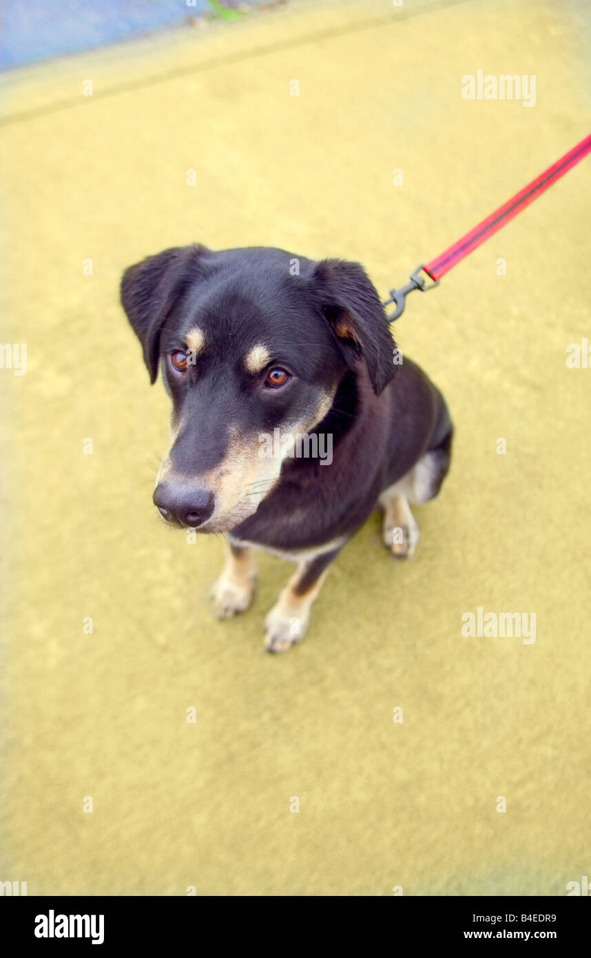 dog on a leash Stock Photo - Alamy