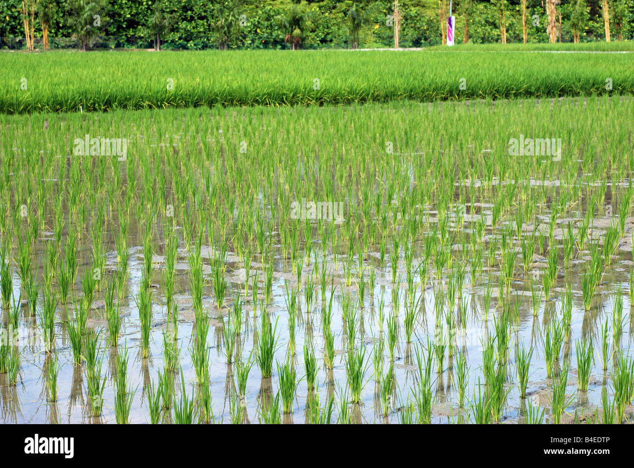 Paddy seedlings in water closeup Stock Photo - Alamy
